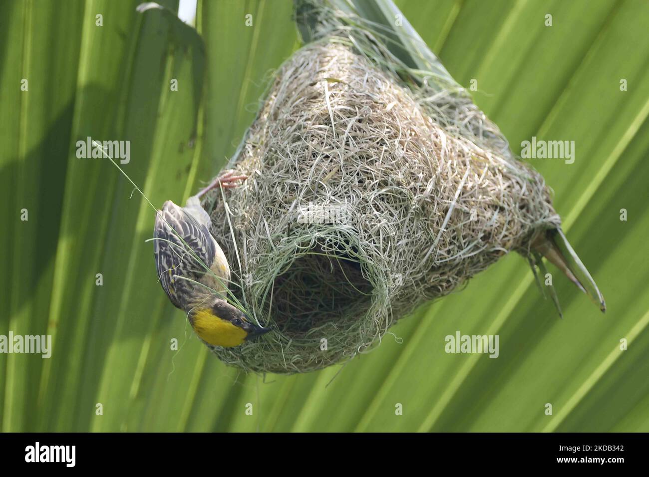 A Baya weaver builds a nest in a tree in Nagaon district in the northeastern state of Assam ...
