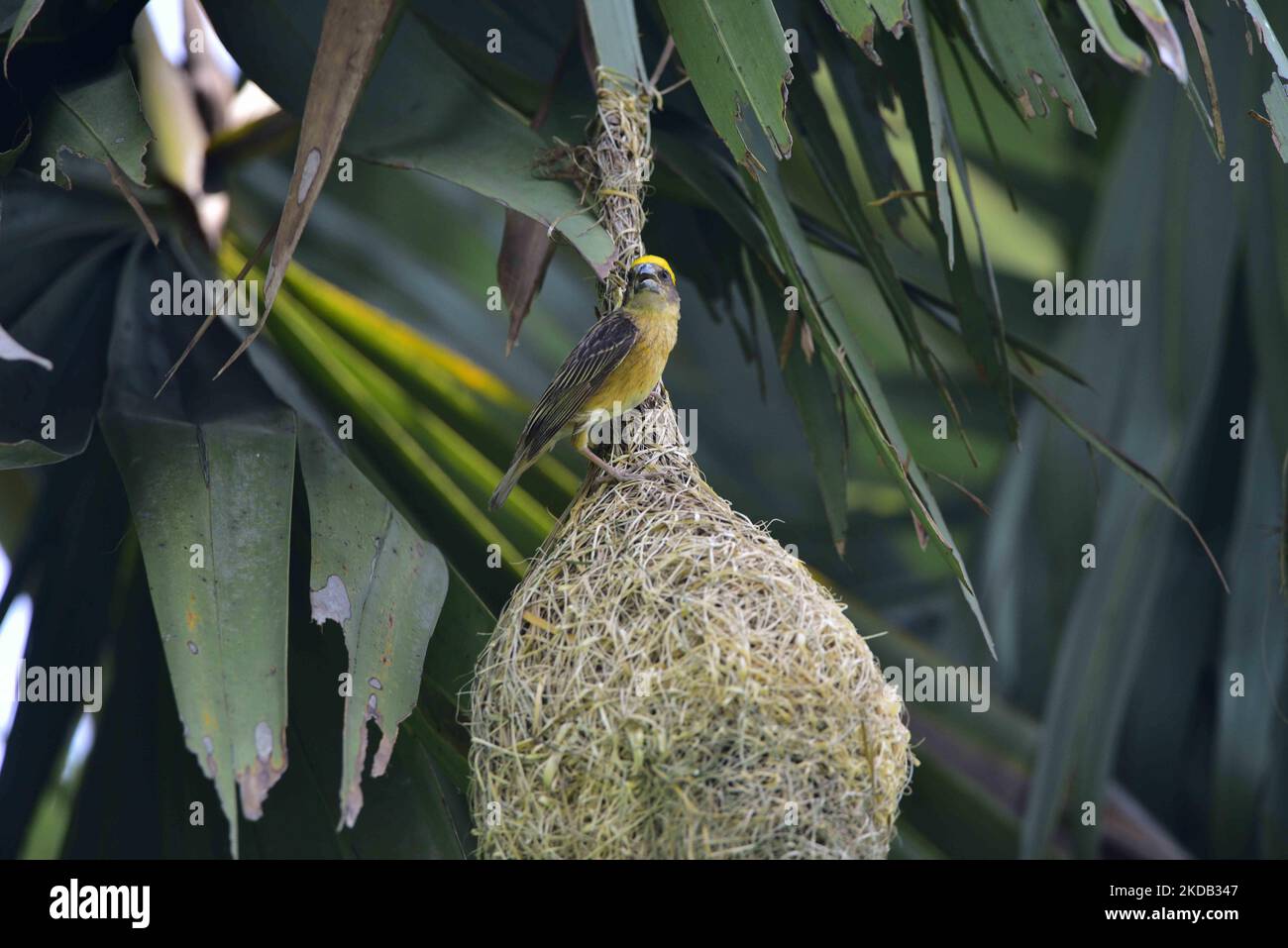 A Baya weaver builds a nest in a tree in Nagaon district in the northeastern state of Assam ...