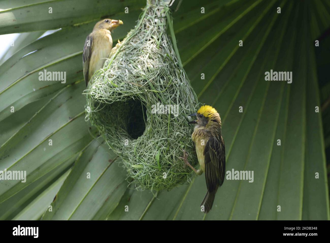 Baya weaver bird builds a nest in a tree in Nagaon district in the northeastern state of Assam ...