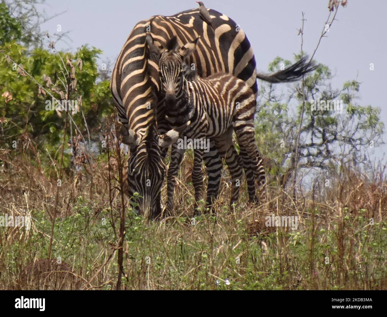 Akagera National Park, Rwanda, 26th August, 2022 A dirty Zebra and her ...