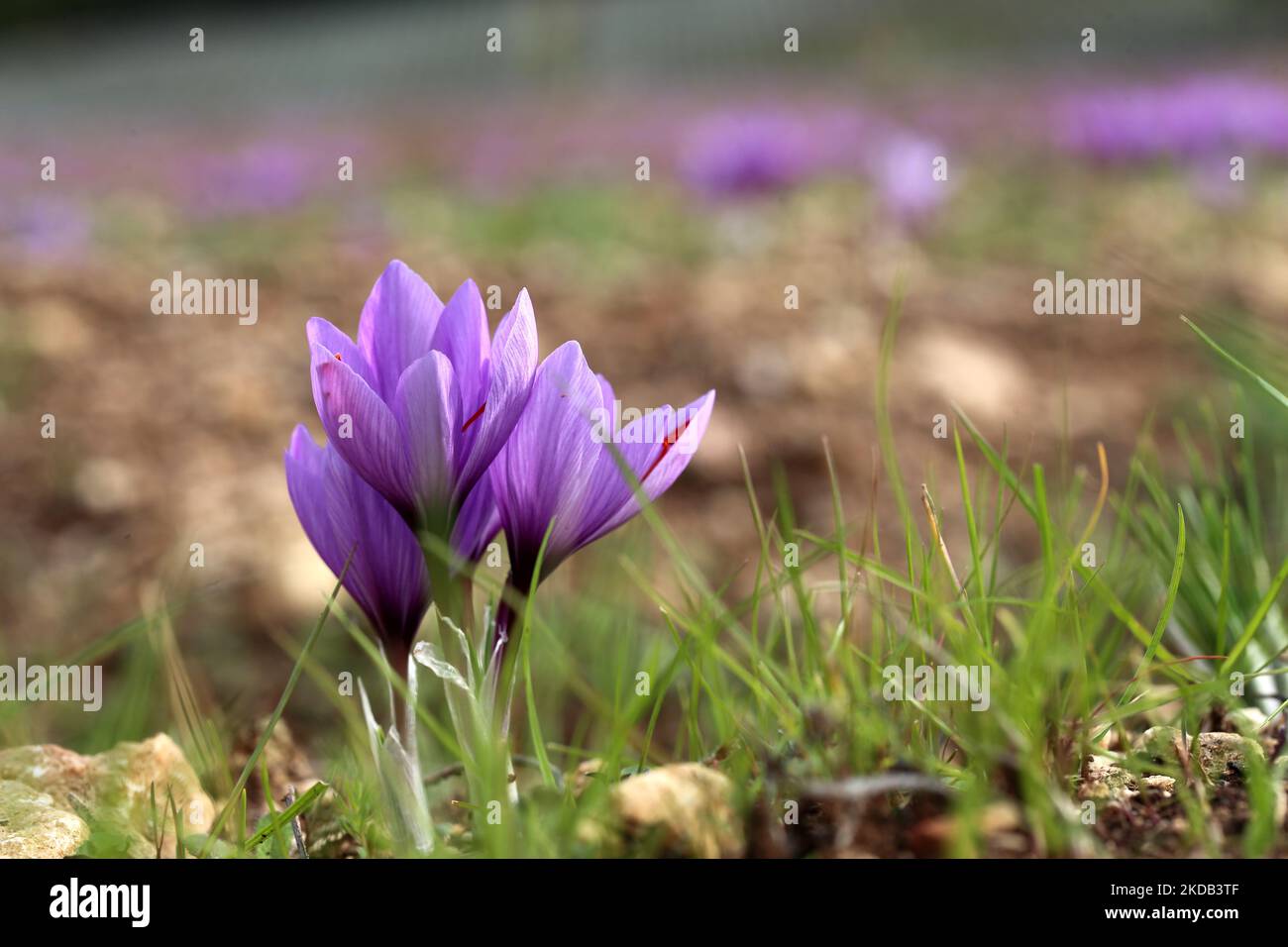 Closeup of Saffron flowers in a field. Crocus sativus, saffron crocus ...