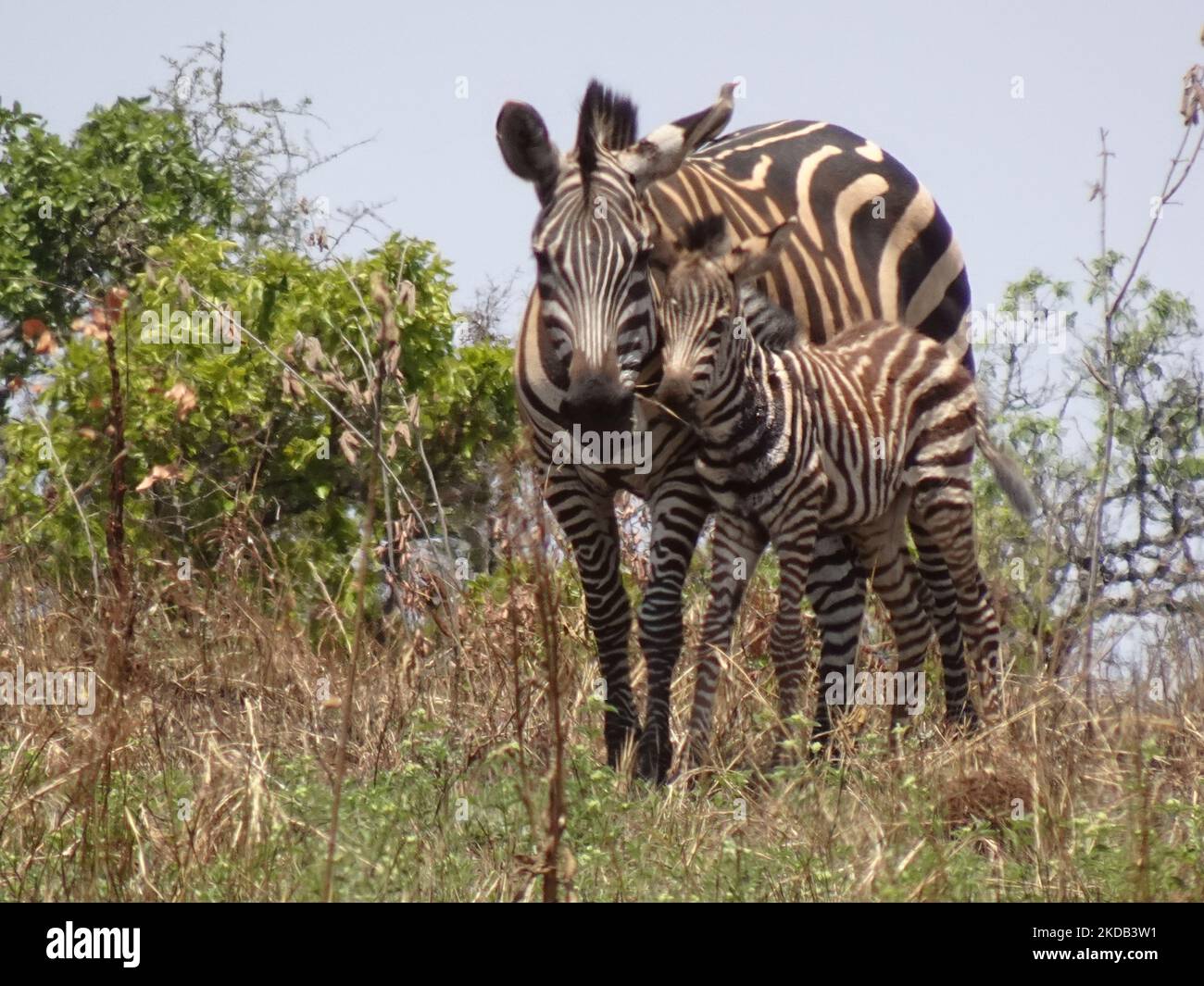 Akagera National Park, Rwanda, 26th August, 2022 A dirty Zebra and her ...
