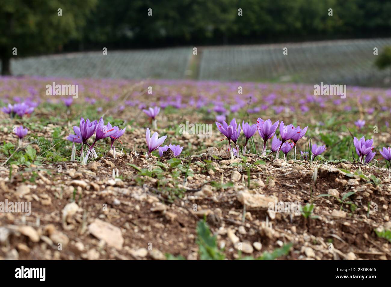 Closeup of Saffron flowers in a field. Crocus sativus, saffron crocus ...
