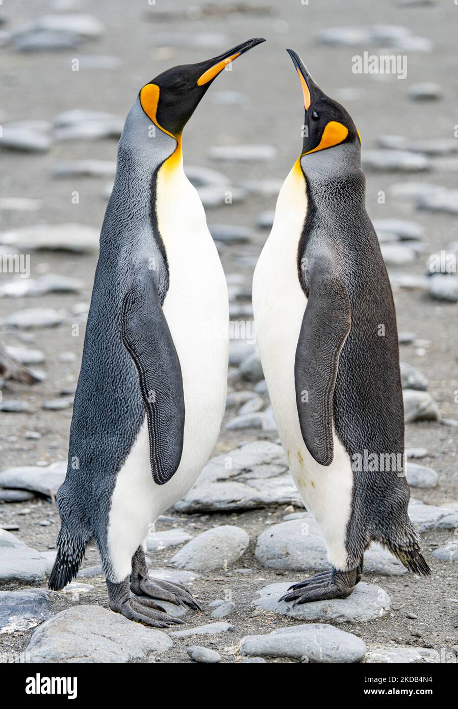 King Penguin Colony Gold Harbour - Thousands of king penguins, hundreds ...