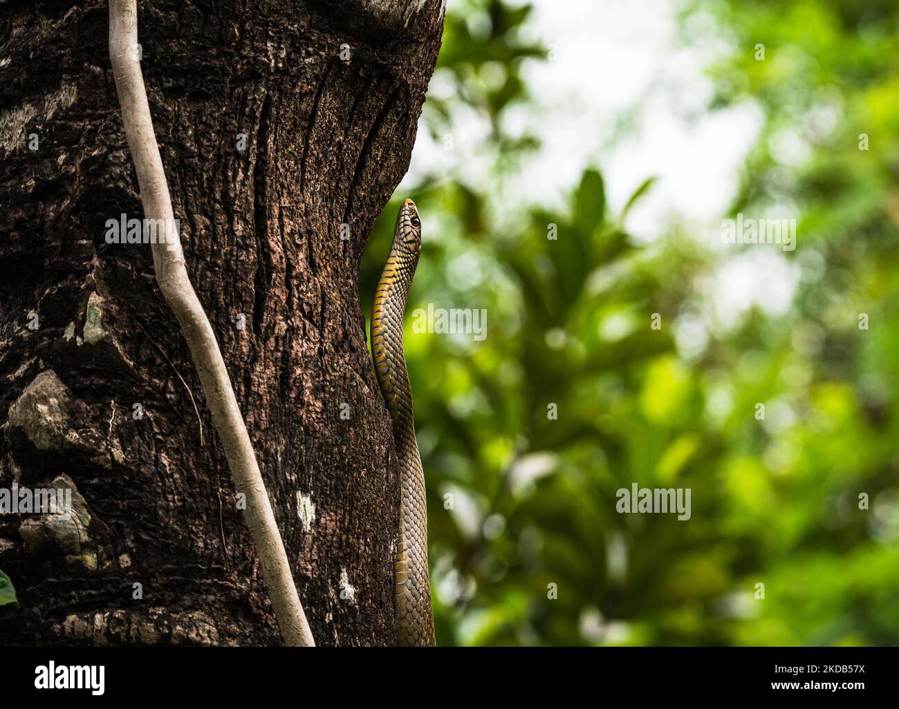 The Indian rat snake or Oriental rat snake (Ptyas mucosa) is the second ...