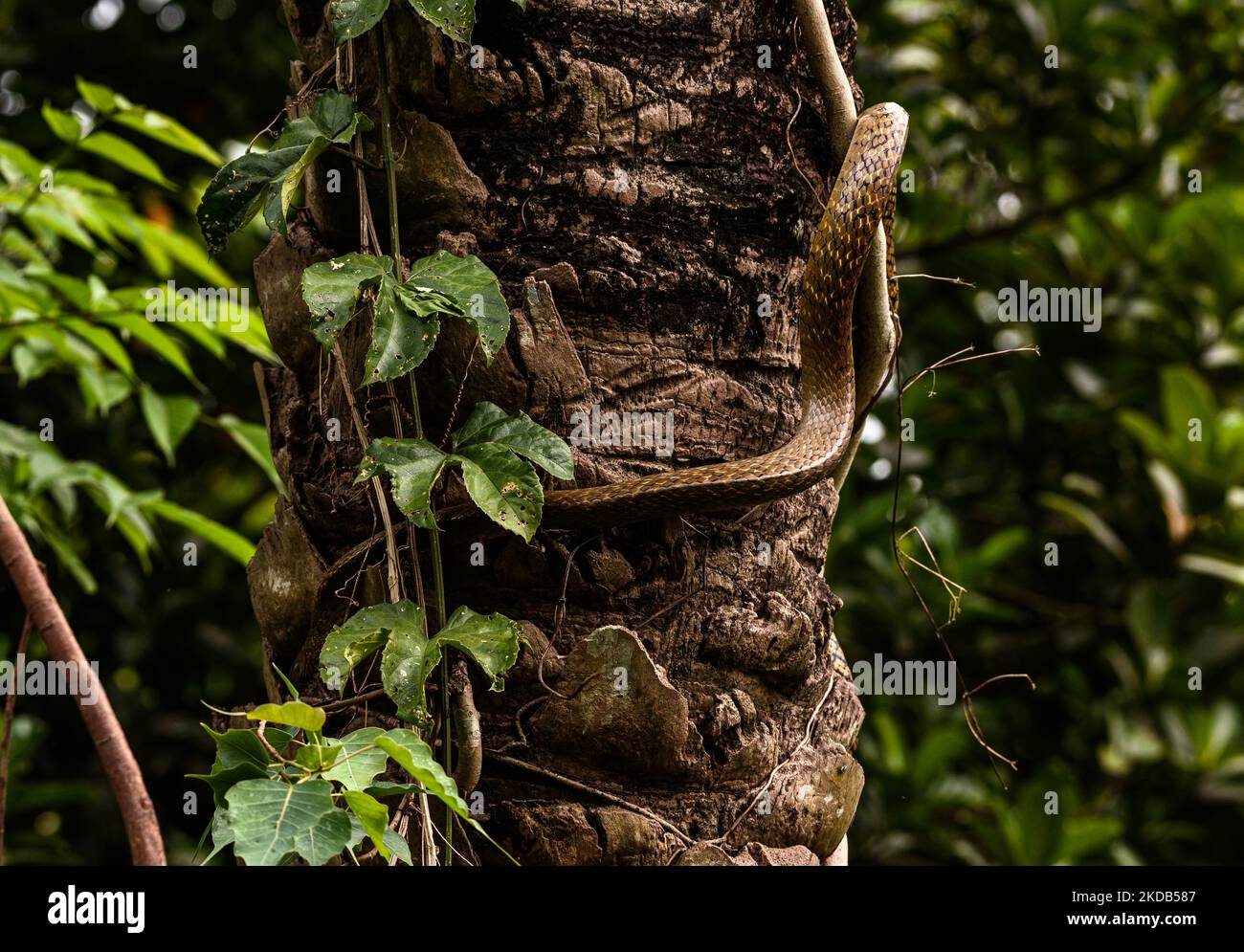 The Indian rat snake or Oriental rat snake (Ptyas mucosa) is the second ...