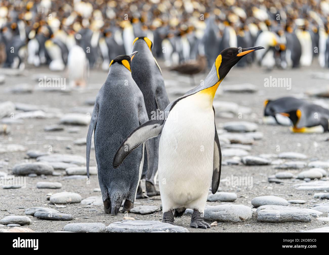 King Penguin Colony Gold Harbour - Thousands of king penguins, hundreds ...