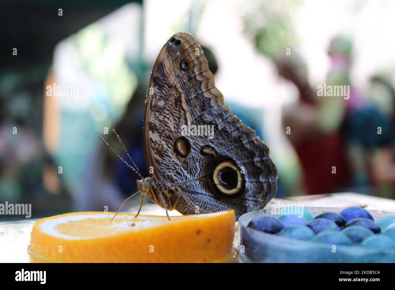 A closeup shot of a butterfly on the slice of orange Stock Photo - Alamy