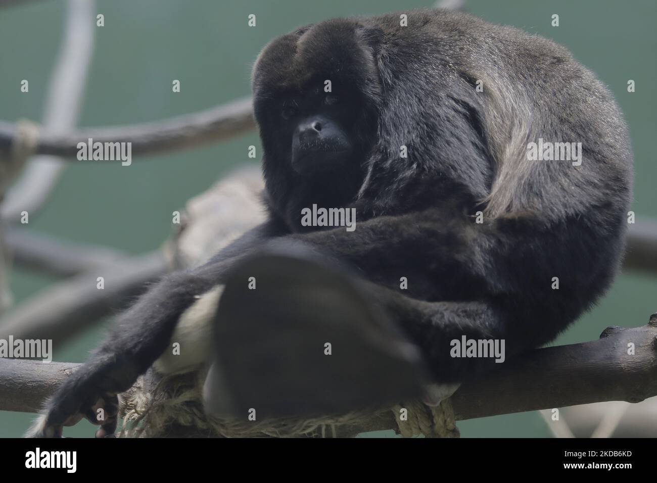 Swollen lymph nodes hi-res stock photography and images - Alamy