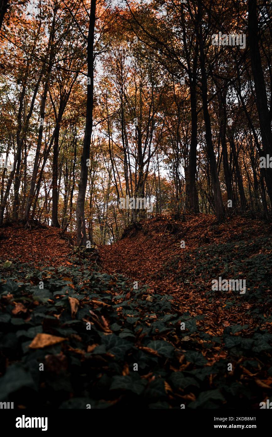 A vertical of a forest in autumn Stock Photo - Alamy