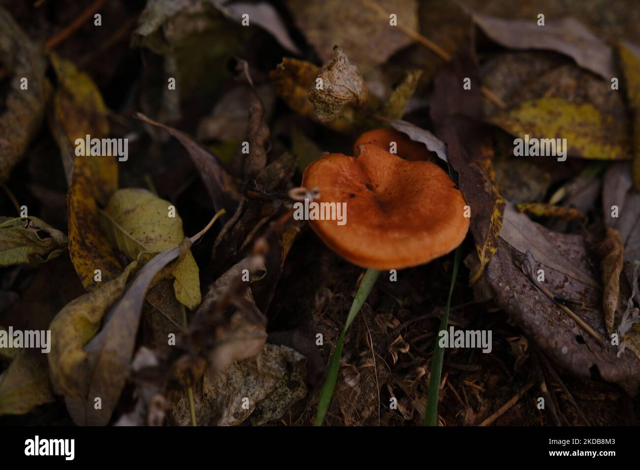 The top view and close-up of the orange-brown to orange-yellow mushroom ...