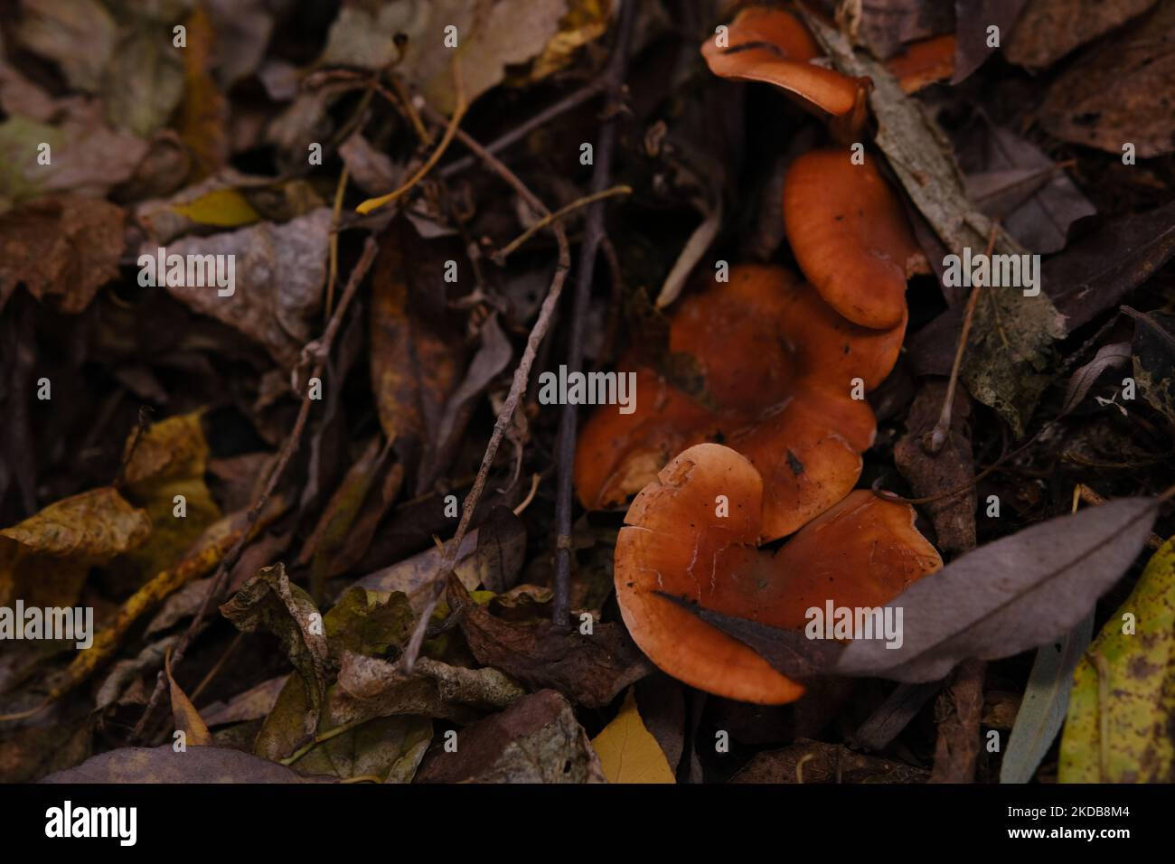 The top view and close-up of the orange-brown to orange-yellow mushroom ...