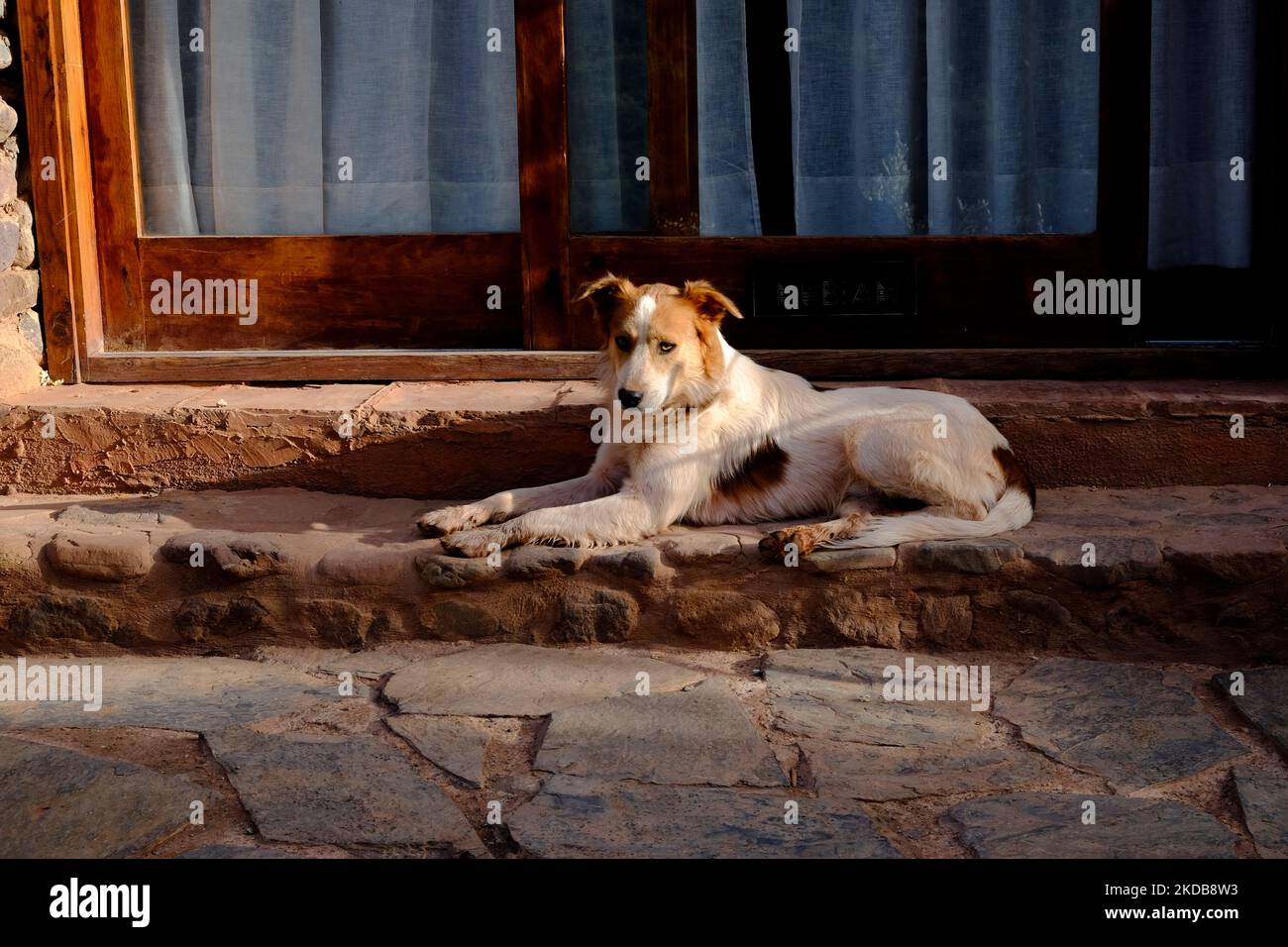 Kasbah Africa's resident dog Stock Photo - Alamy