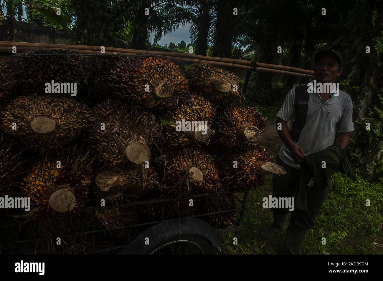 Indonesian smallholder plantations hi-res stock photography and images ...