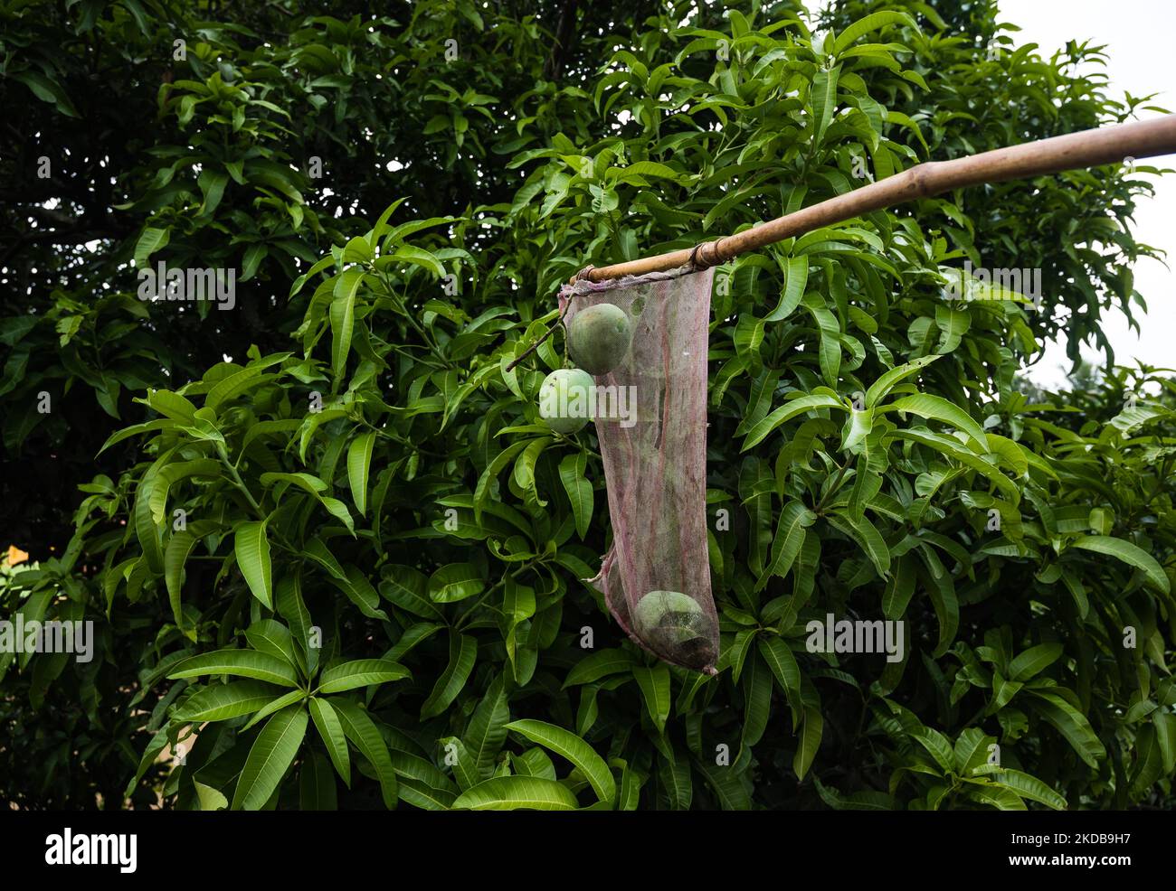 Cut mango from tree hi-res stock photography and images - Alamy