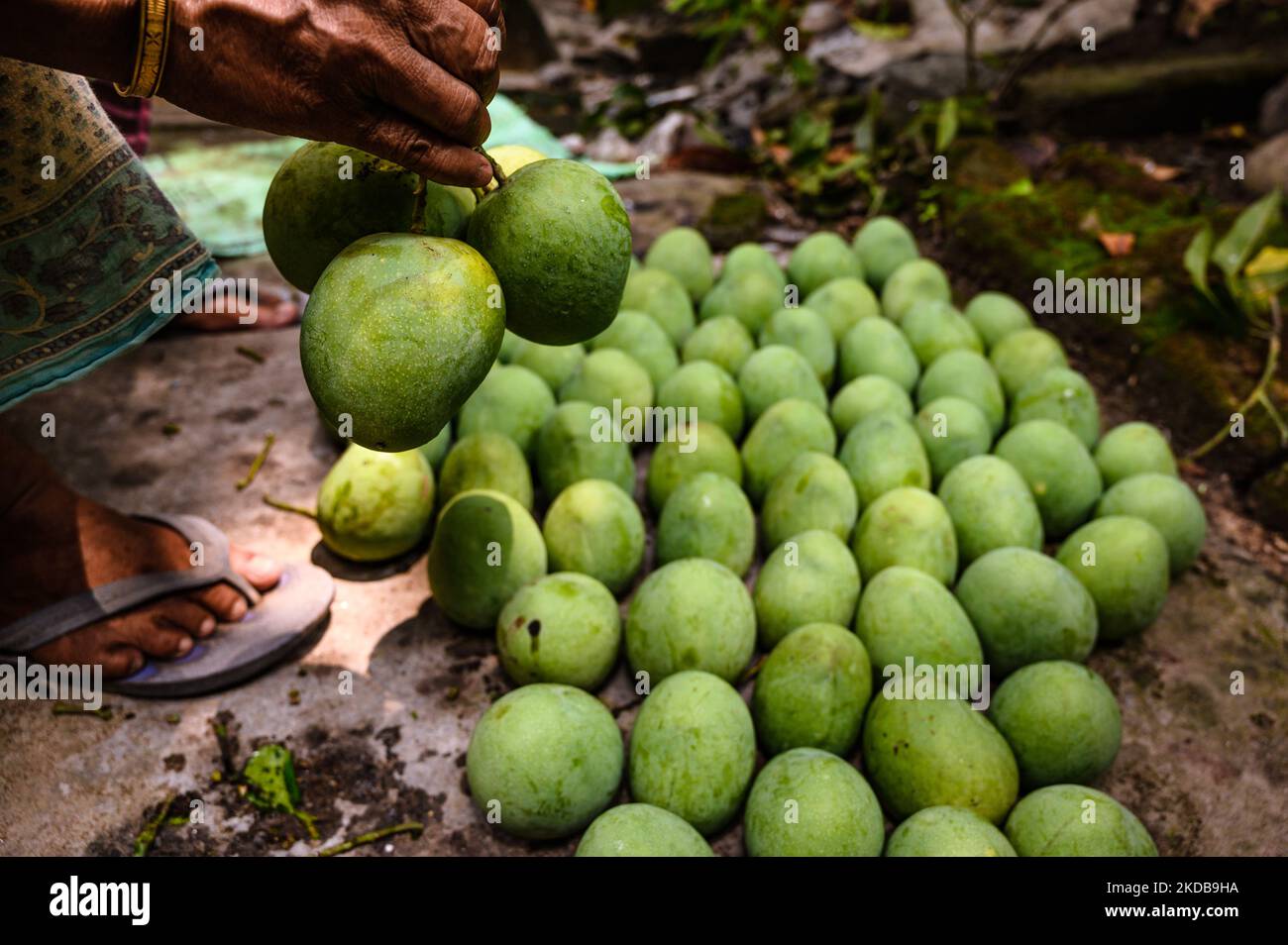 Global mango output hi-res stock photography and images - Alamy