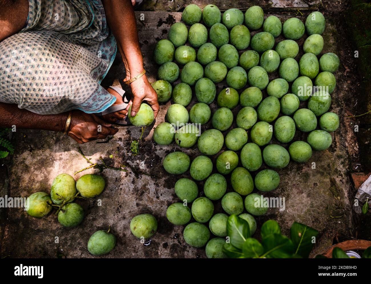 Cut mango from tree hi-res stock photography and images - Alamy