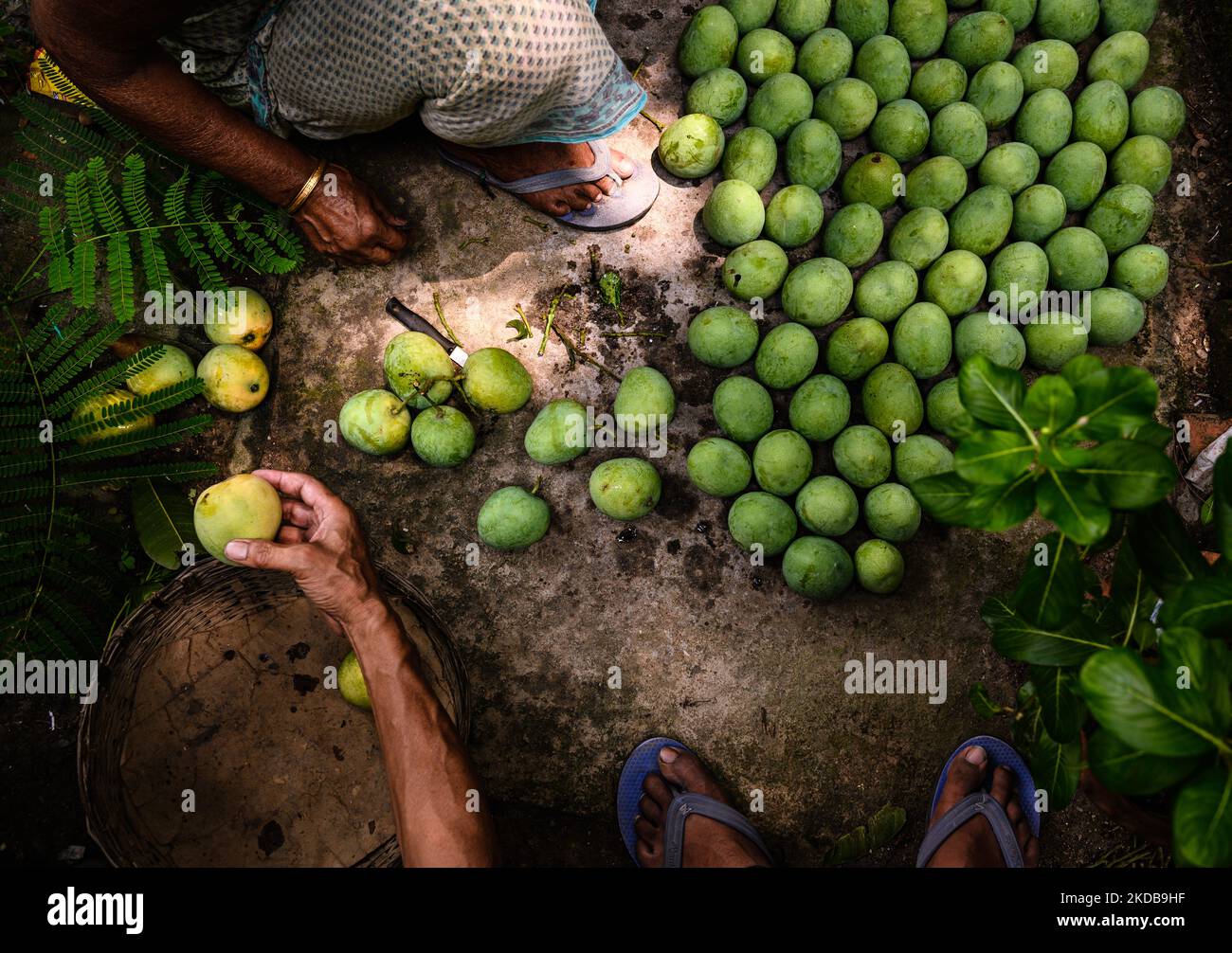 Cut mango from tree hi-res stock photography and images - Alamy