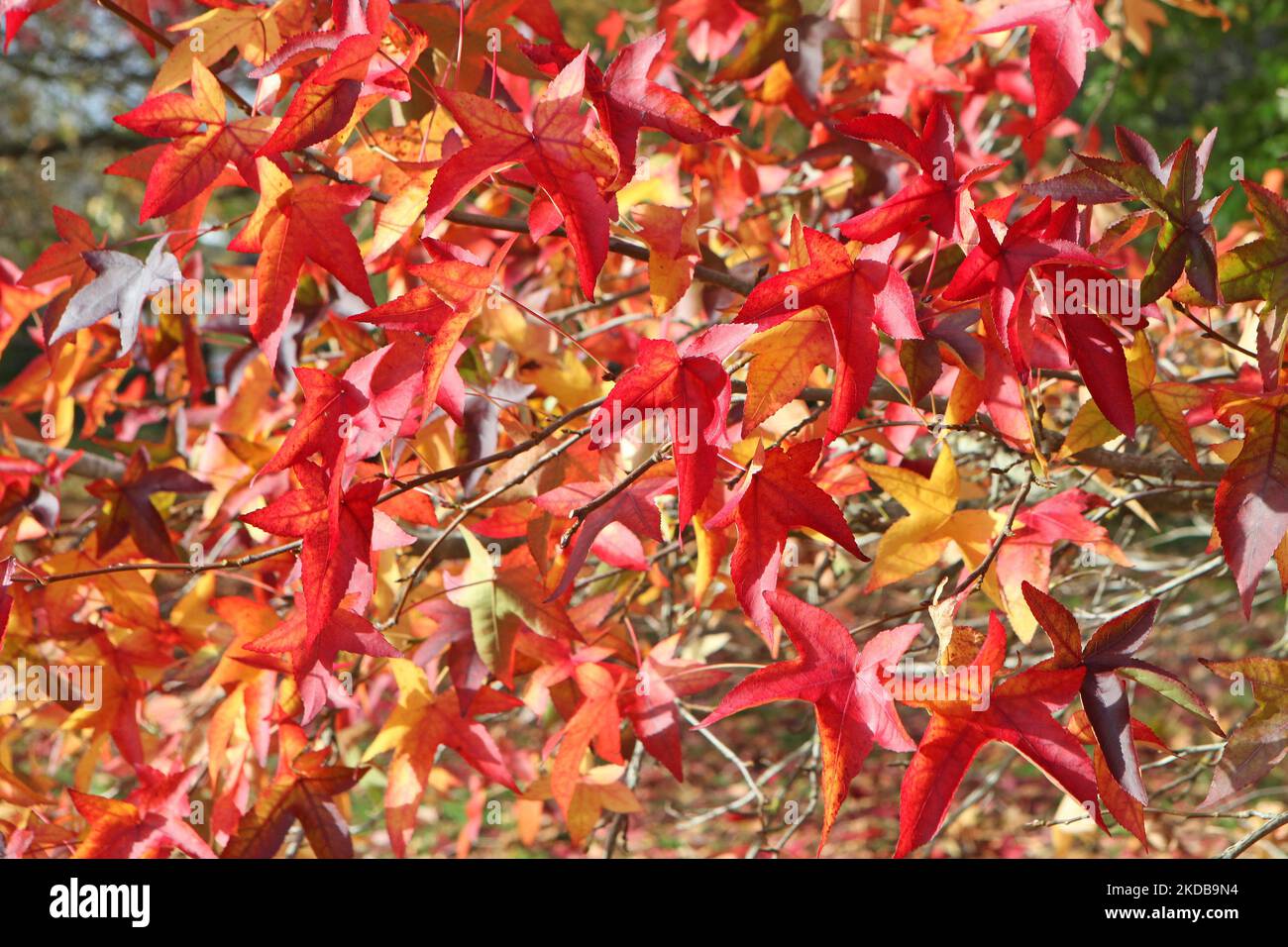 The autumn colours of the Liquidambar styraciflua 'Penwood' tree Stock Photo - Alamy