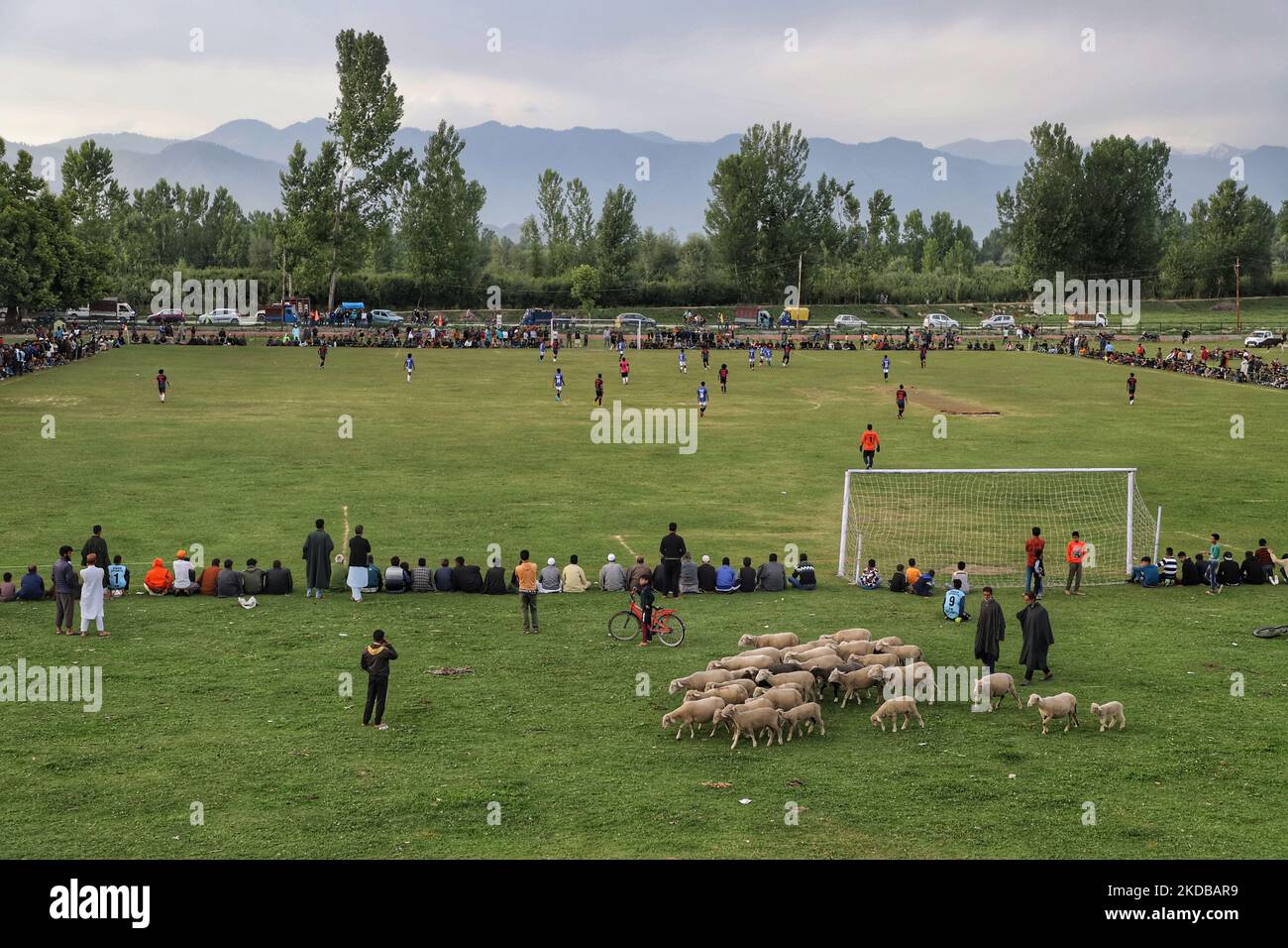 A flock of sheep pass as Kashmiri Boys play Football at a Ground in ...