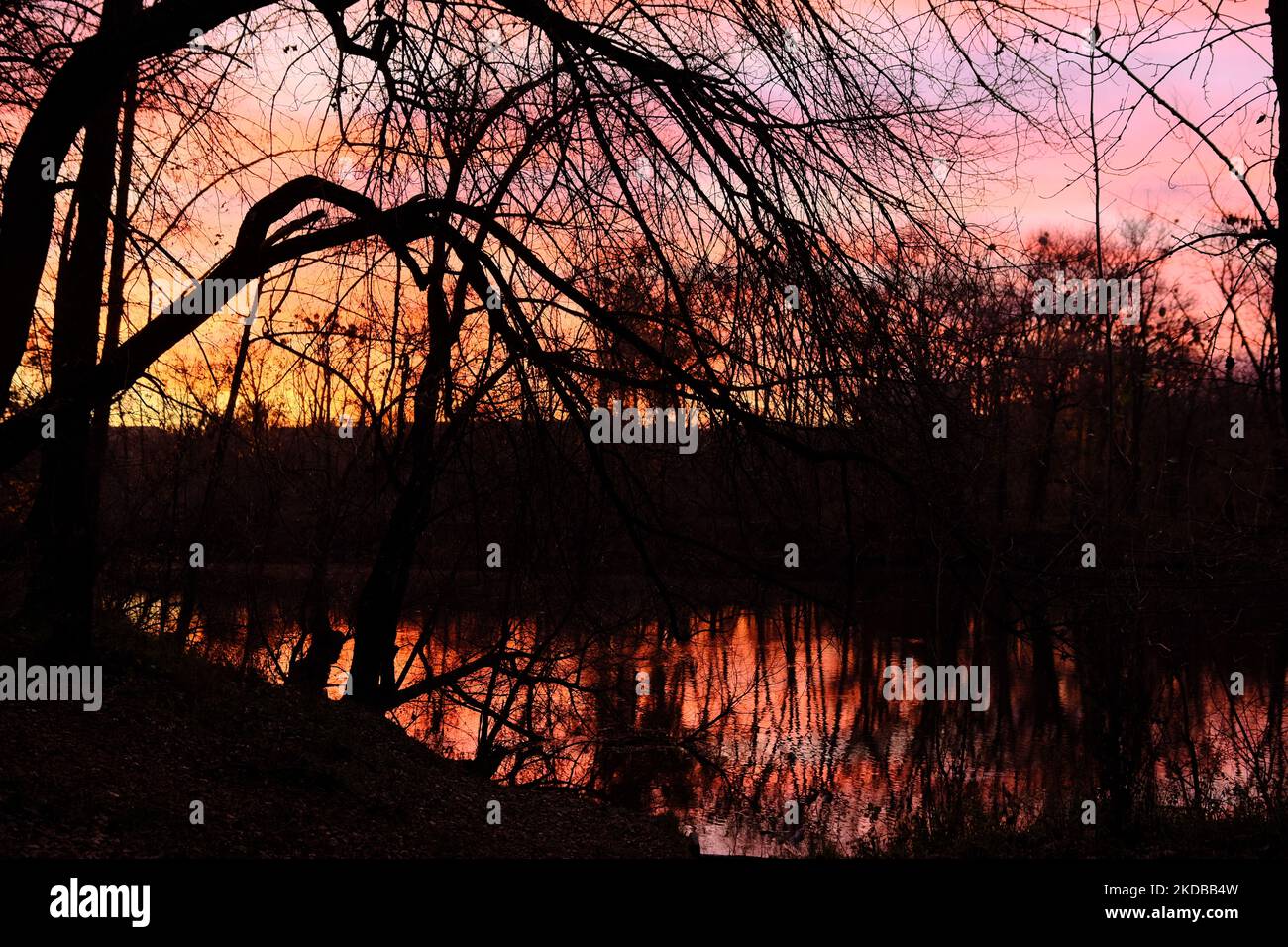 A bloody sunset in the branches of a tree. Red sunset sky. Bloody ...