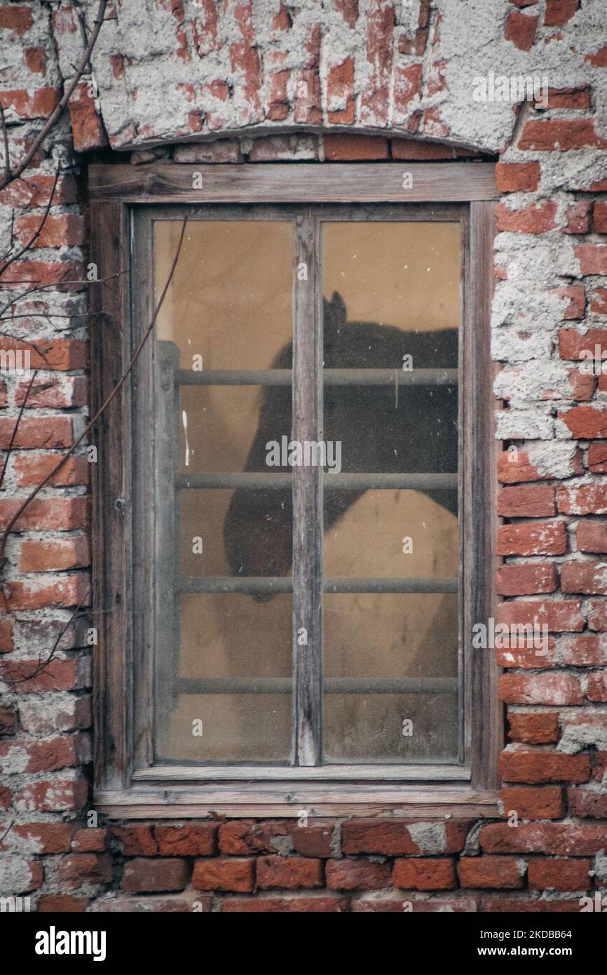 A Horse in a barn through a window with brick wall in bavaria Stock ...