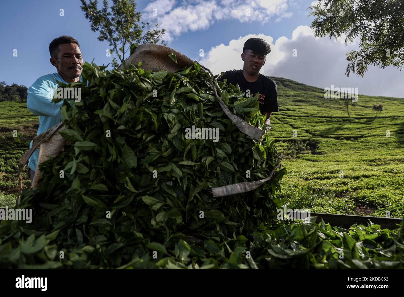 Plucked tea leaves are loaded into a truck to be taken to the factory ...