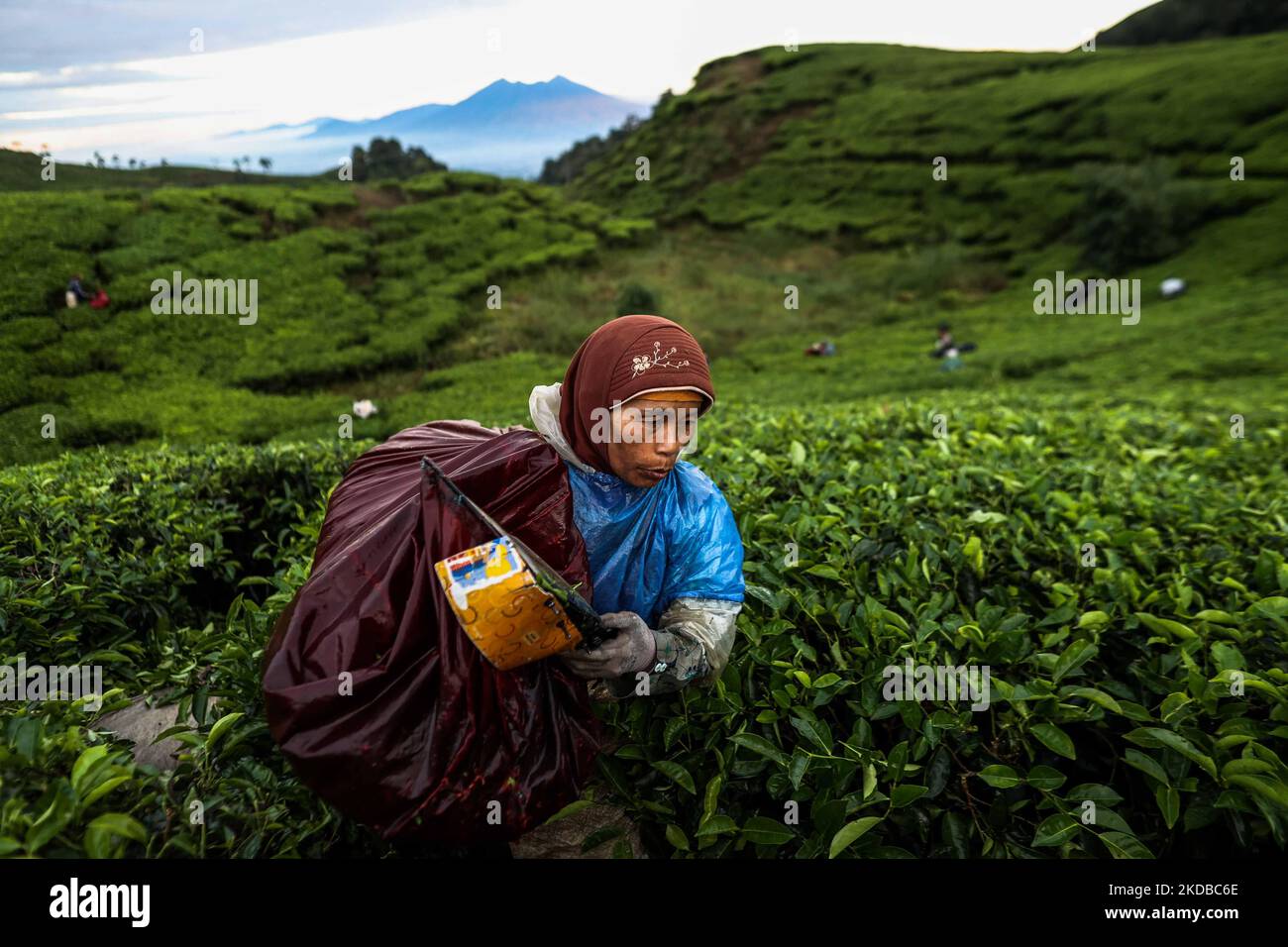A farmer picks tea leaves at a tea plantation in Tugu Utara Village ...