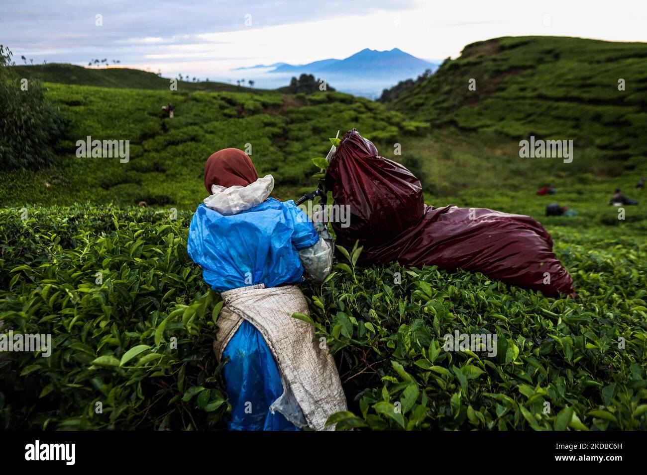 A farmer picks tea leaves at a tea plantation in Tugu Utara Village ...