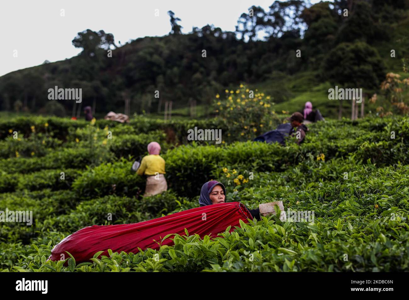Farmers pick tea leaves at a tea plantation in Tugu Utara Village ...