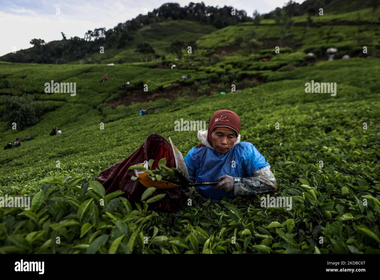 A farmer picks tea leaves at a tea plantation in Tugu Utara Village ...