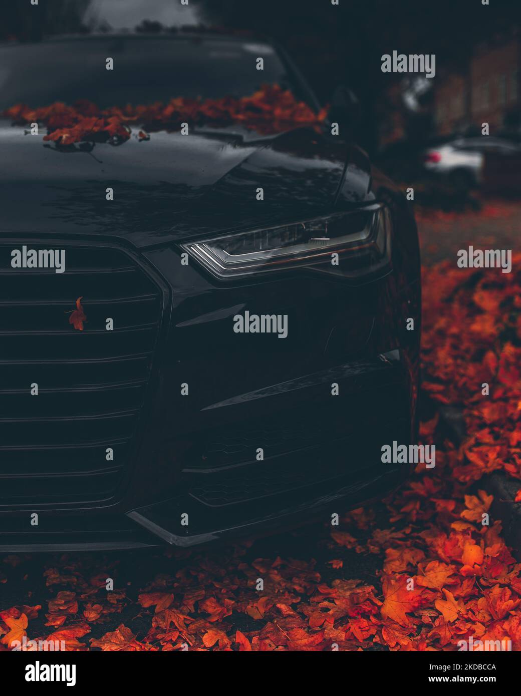 A vertical closeup of a black Audi A6 headlight with red autumn foliage ...