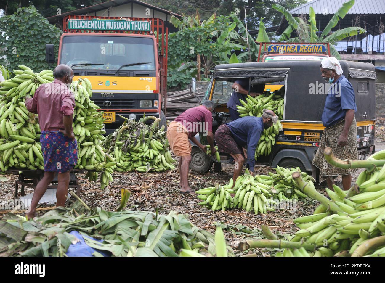 Loading bunches of bananas hi-res stock photography and images - Alamy