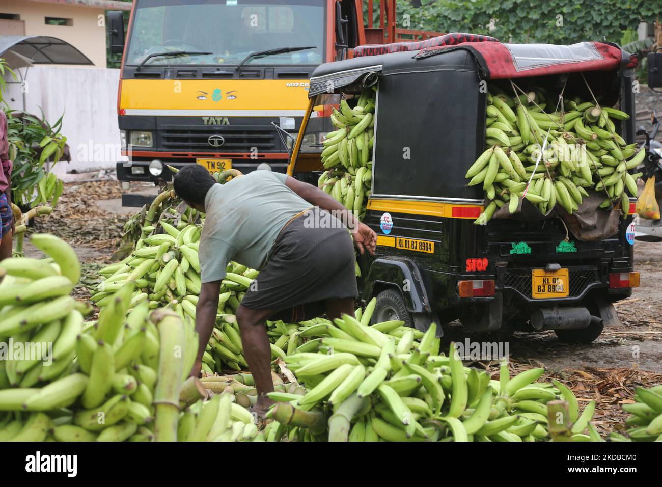 Loading bunches of bananas hi-res stock photography and images - Alamy