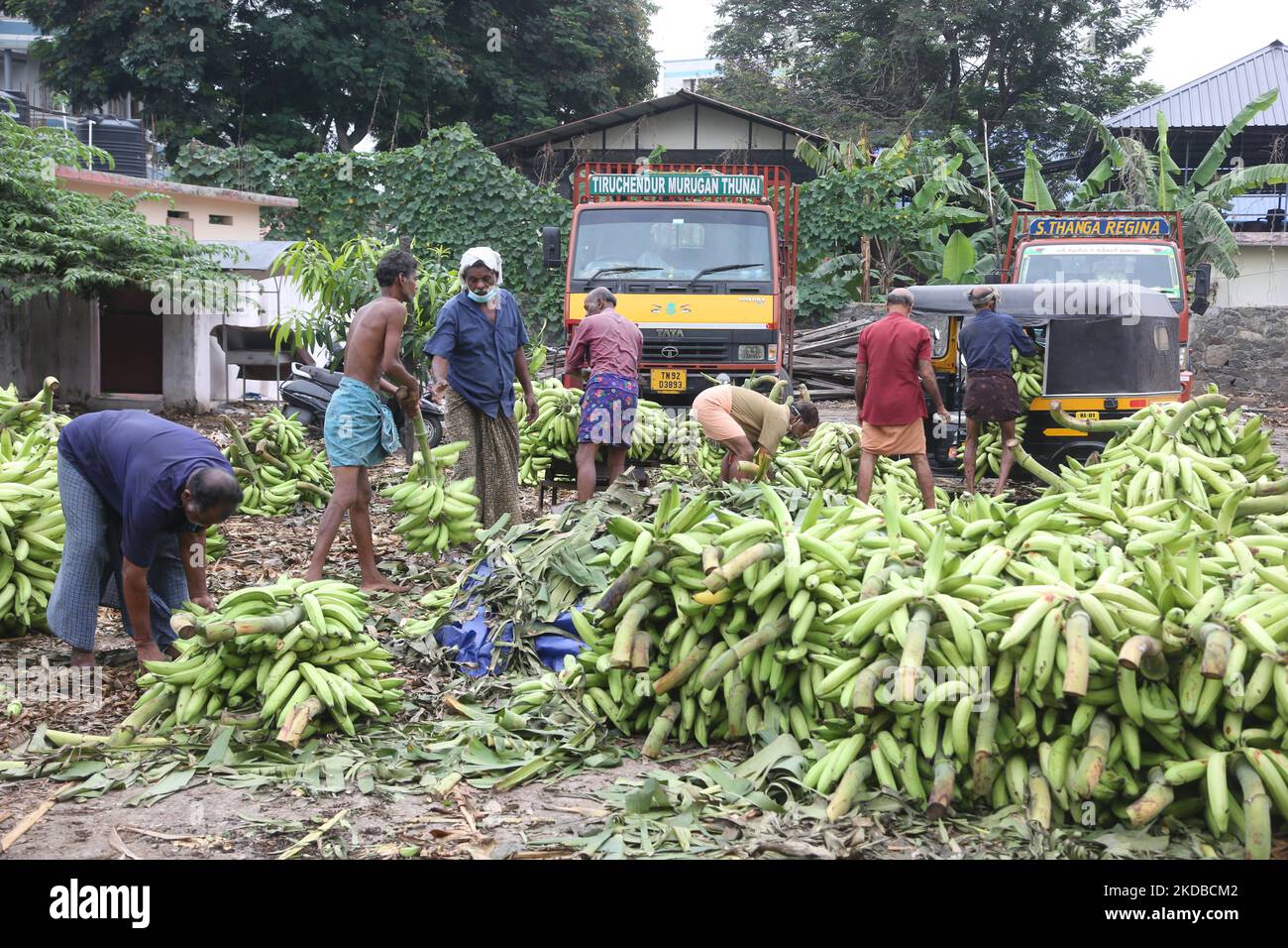 Workers weigh bananas on large scales and load them into vehicles for ...