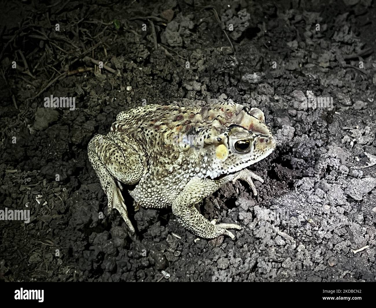Common Asian Toad (Duttaphrynus melanostictus) in Thiruvananthapuram ...