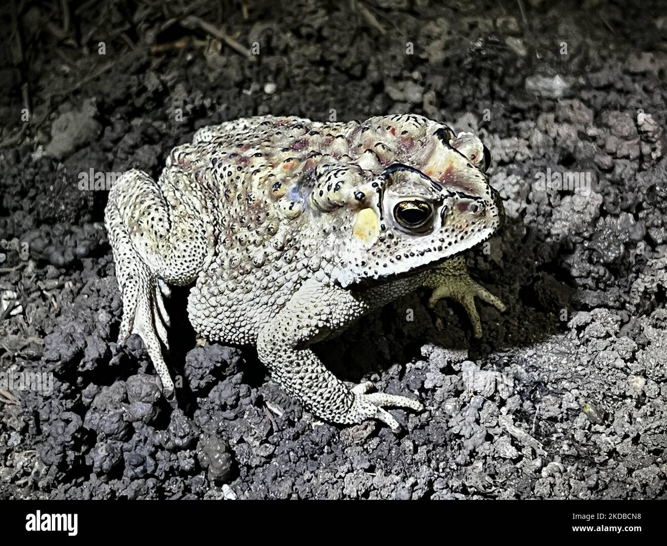 Common Asian Toad (Duttaphrynus melanostictus) in Thiruvananthapuram ...