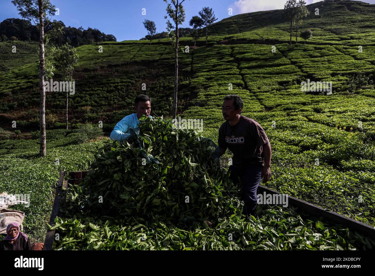 Plucked tea leaves are loaded into a truck to be taken to the factory ...