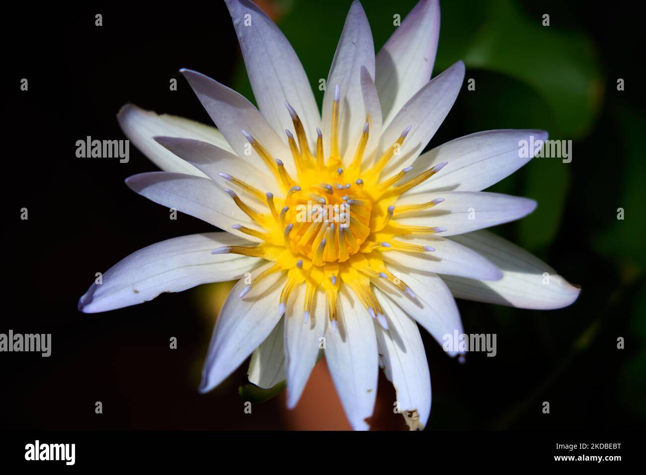 Eight leaf lotus flower hi-res stock photography and images - Alamy