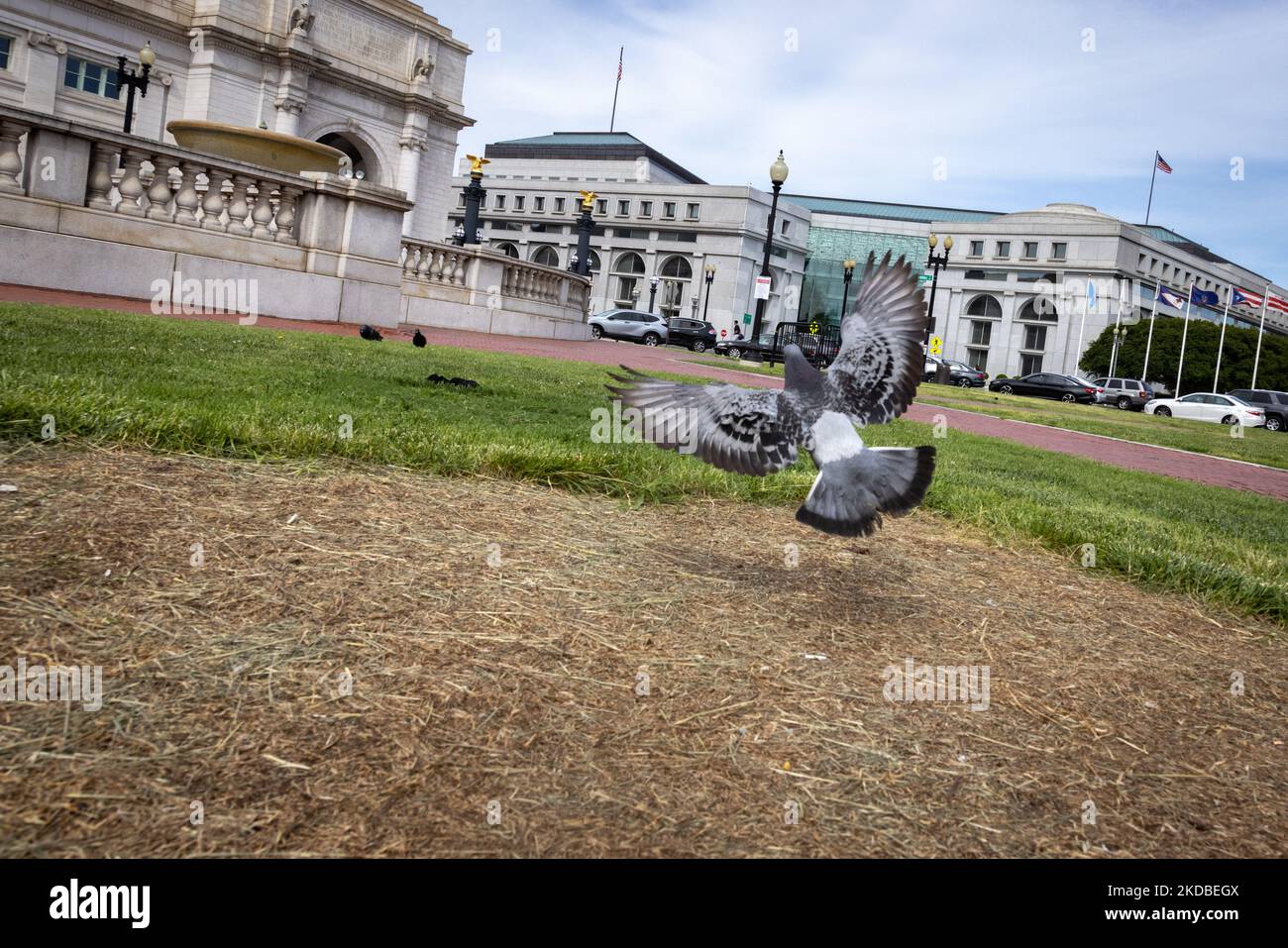 Washington dc pigeons hi-res stock photography and images - Alamy