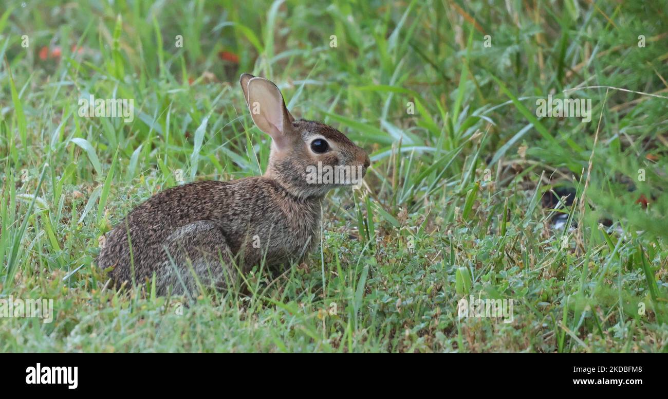 A wild hare on the grass, Closeup shot Stock Photo - Alamy