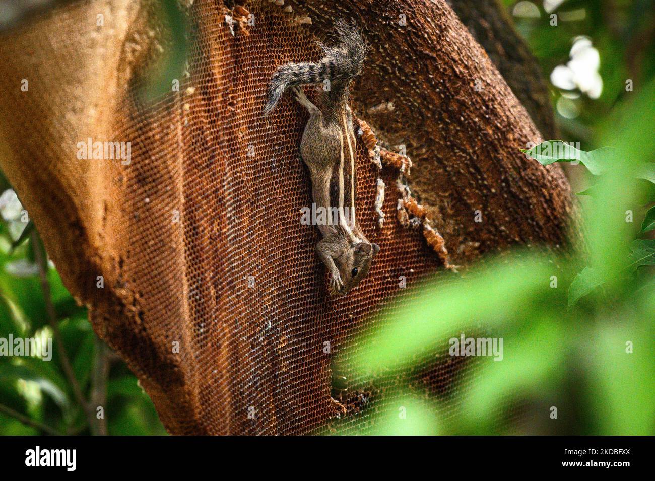 Photo of a dead squirrel hi-res stock photography and images - Alamy