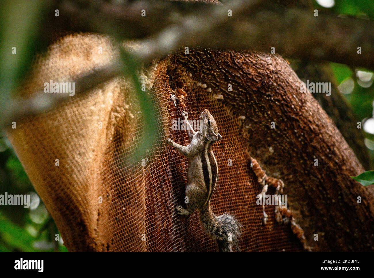 A five-striped palm squirrel (Funambulus pennantii) is chewing an ...