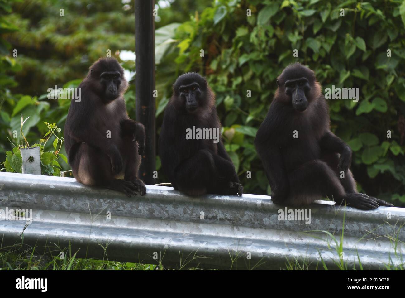 A Sulawesi black monkey (Macaca tonkeana) sits in the hills in the ...