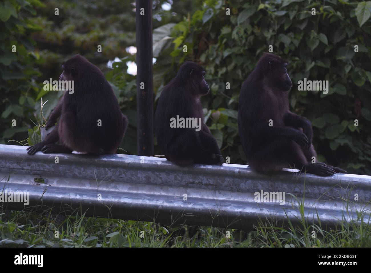 A Sulawesi black monkey (Macaca tonkeana) sits in the hills in the ...