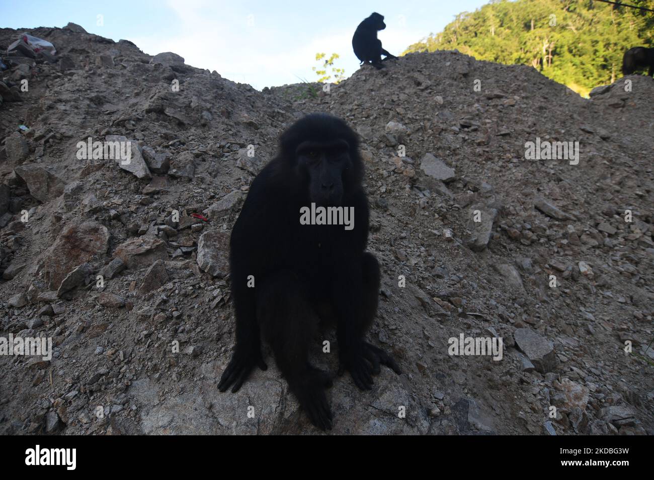 A Sulawesi black monkey (Macaca tonkeana) sits in the hills in the ...