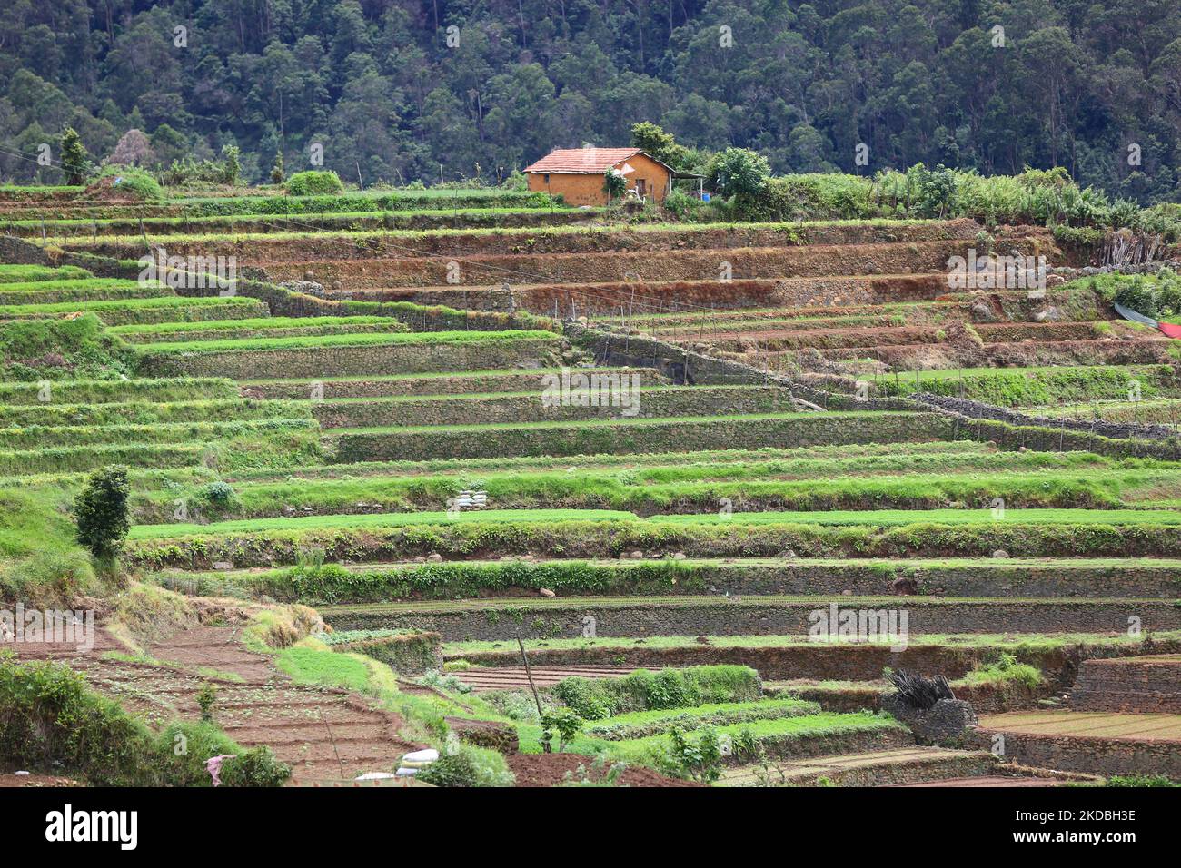 Farmland in the Poombarai Village in Kodaikanal, Tamil Nadu, India, on ...