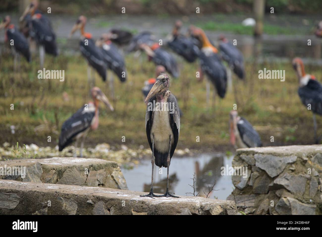Greater Adjutant storks stand at a garbage dumping site in Guwahati ...