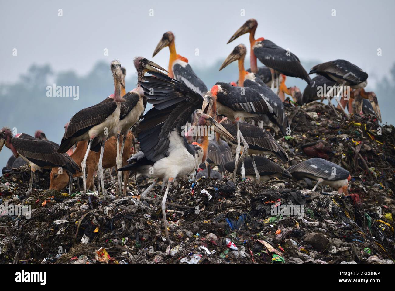 Greater Adjutant storks stand at a garbage dumping site in Guwahati ...