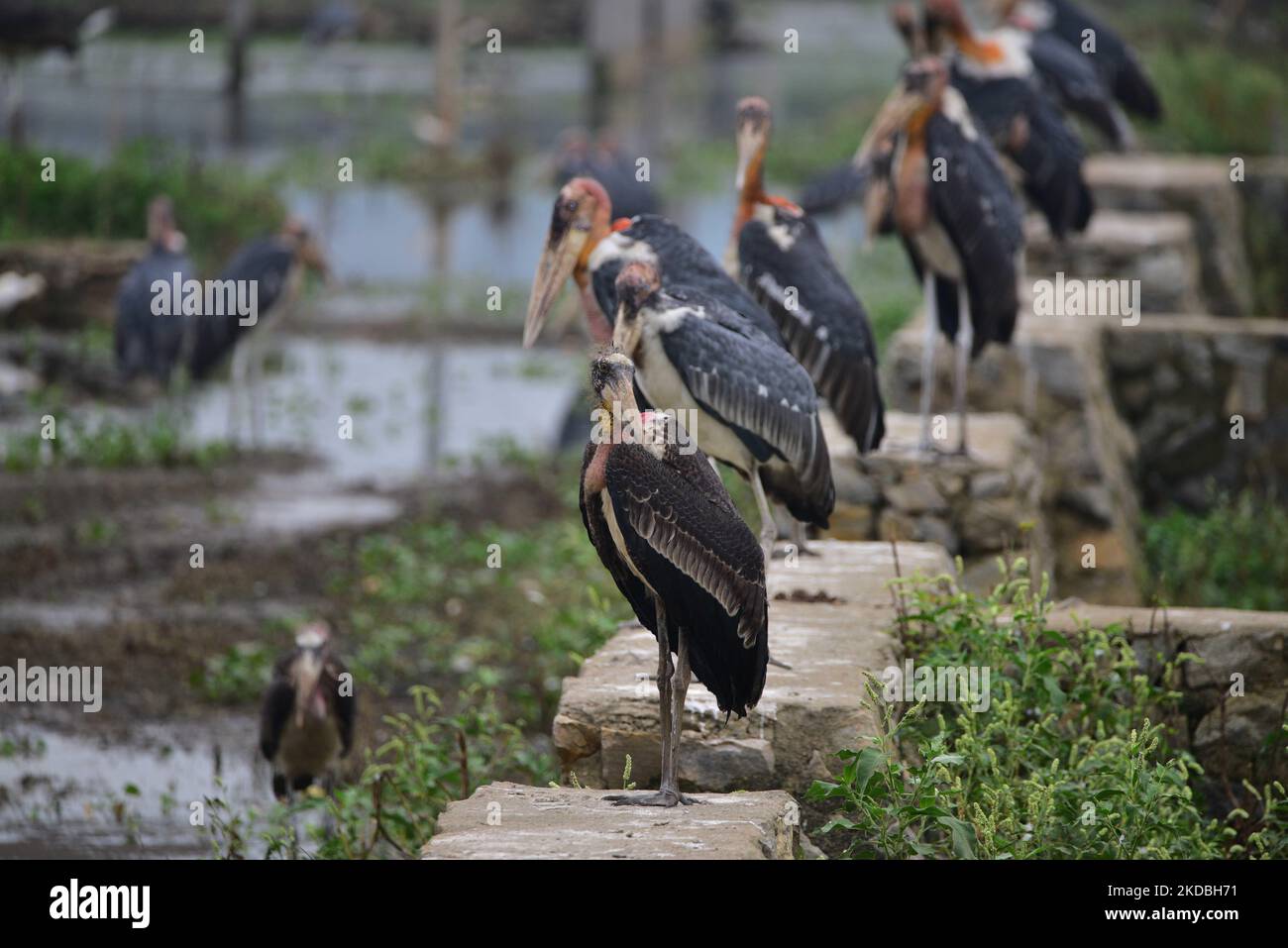 Greater Adjutant storks stand at a garbage dumping site in Guwahati ...